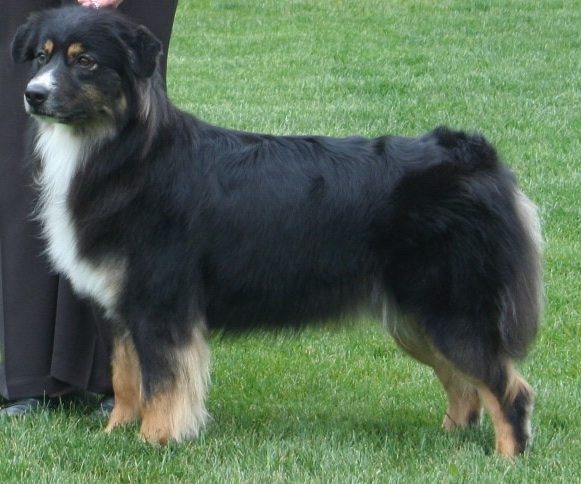 meri – Colorado Australian Shepherds