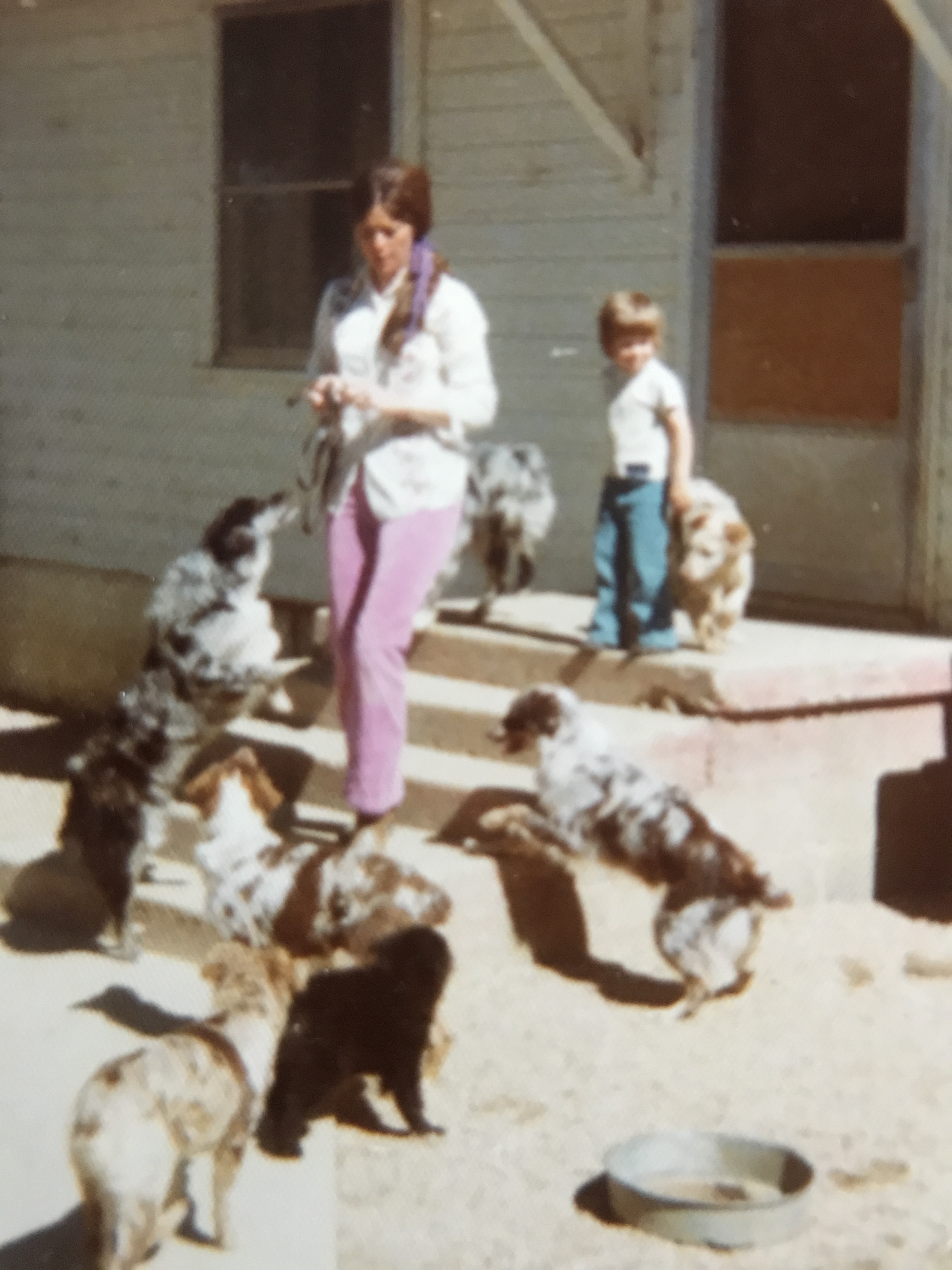 Aussies – Colorado Australian Shepherds
