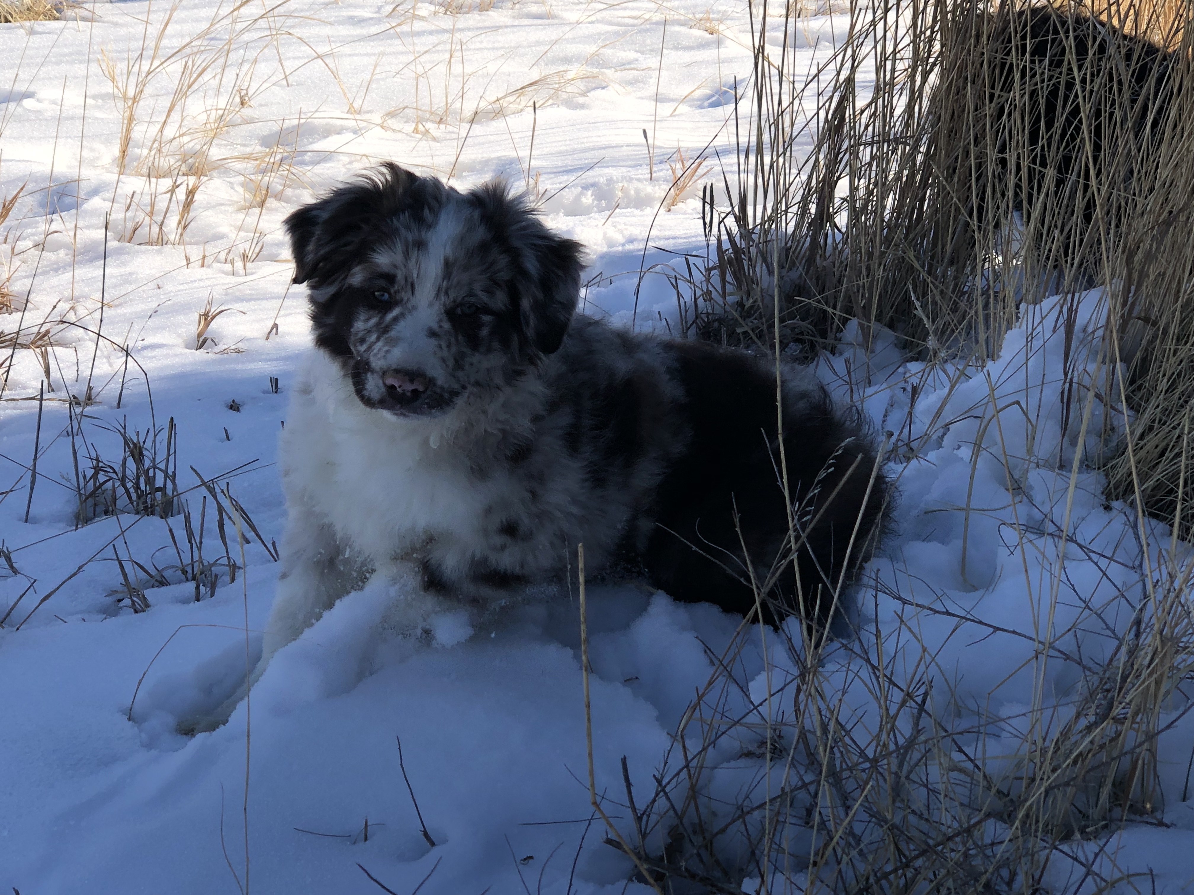 Puppies Sold- thank you new Clients!!! – Colorado Australian Shepherds