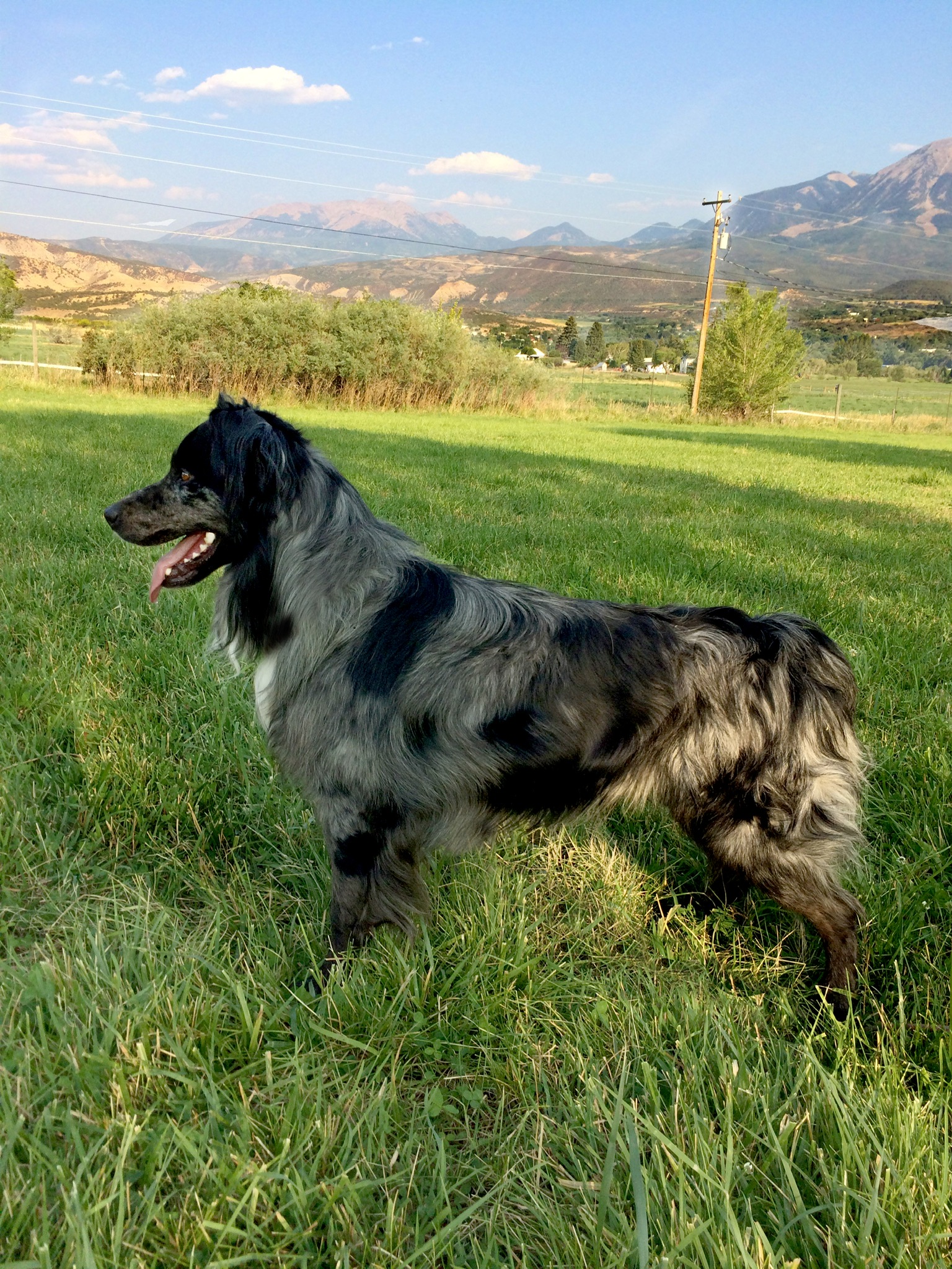 Current Litters – Colorado Australian Shepherds