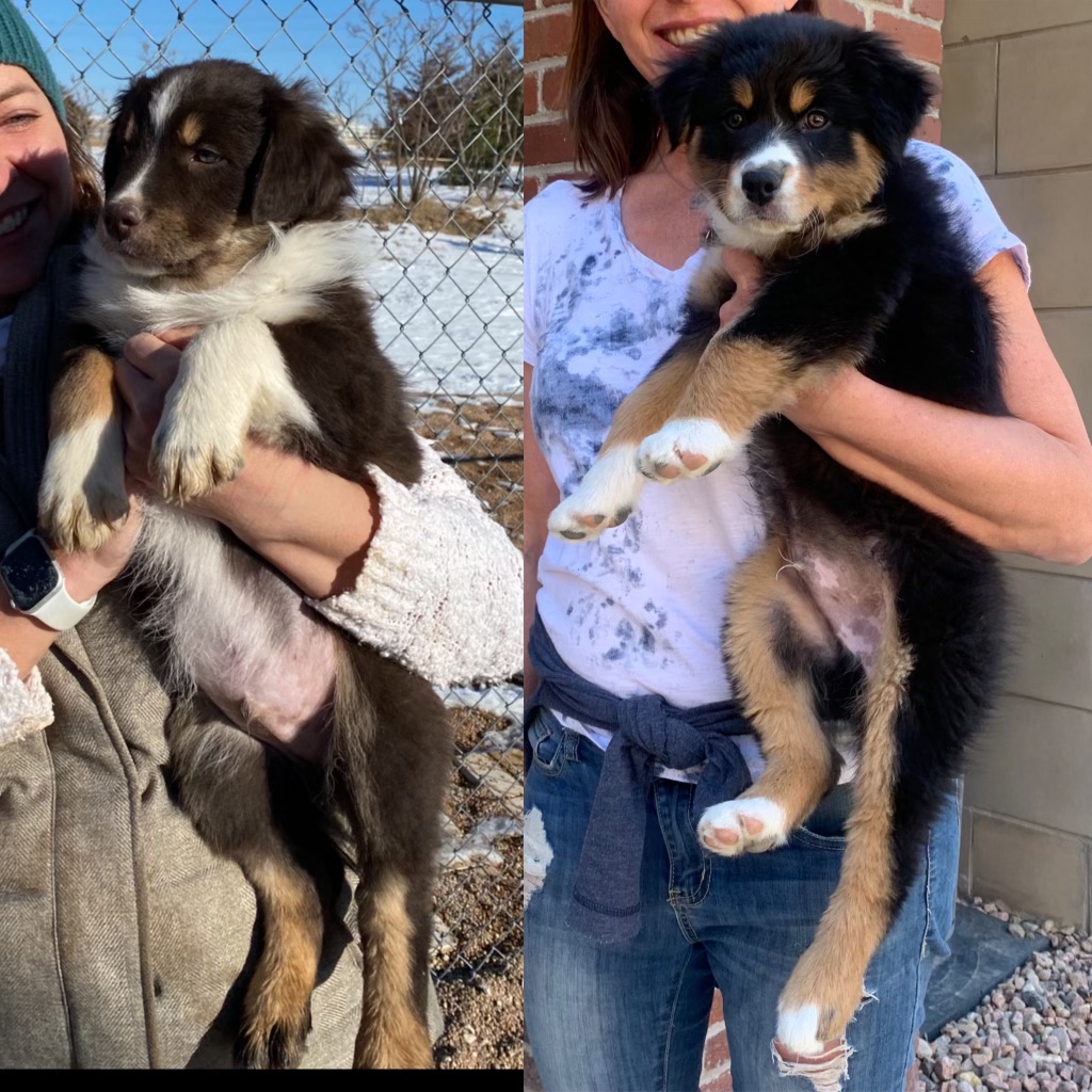 Your Guarantee – Colorado Australian Shepherds
