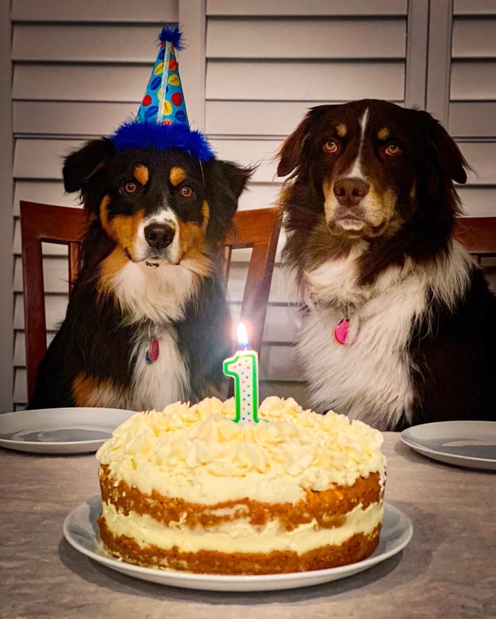 Your Guarantee – Colorado Australian Shepherds