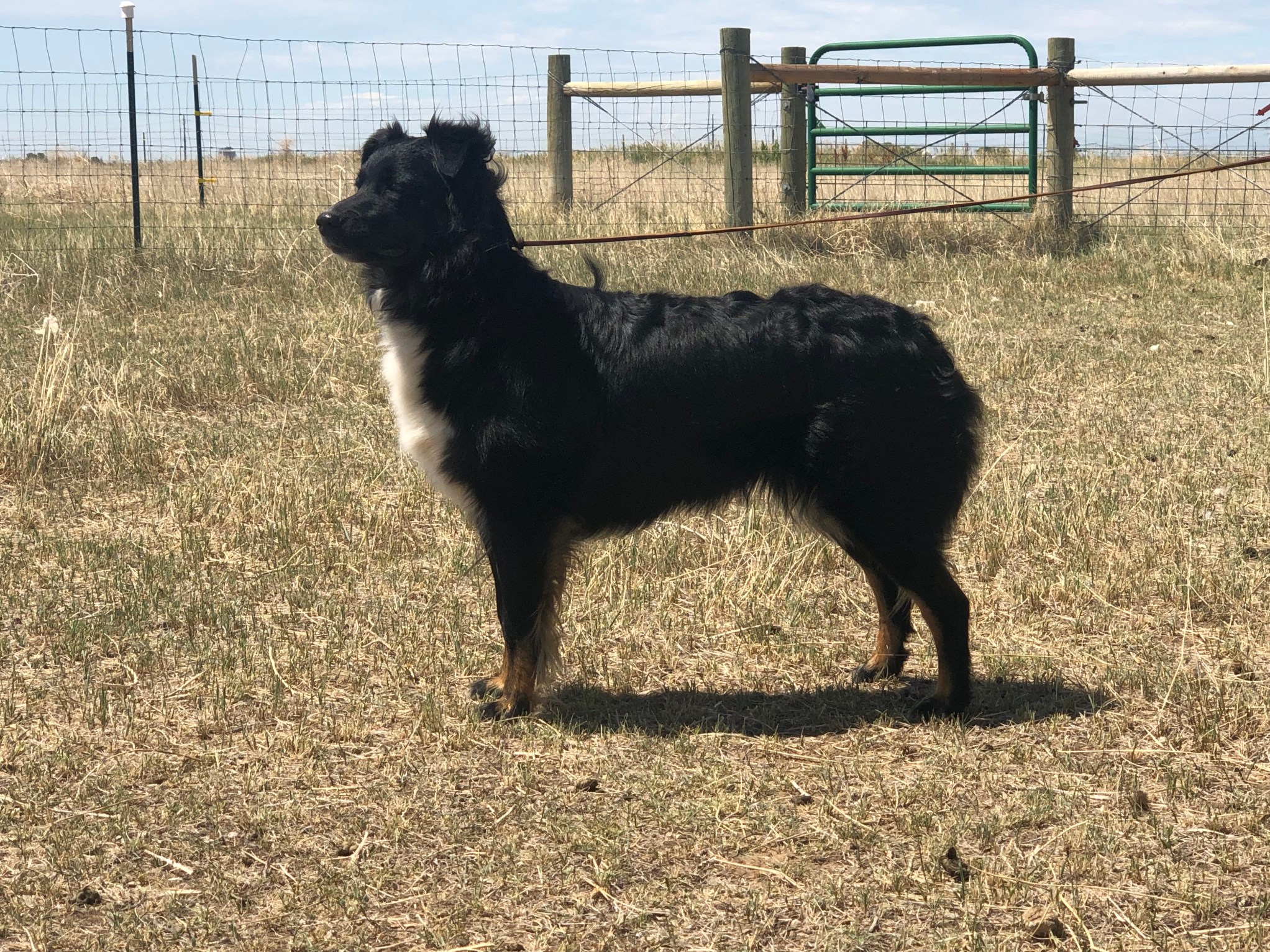 Current Litters – Colorado Australian Shepherds