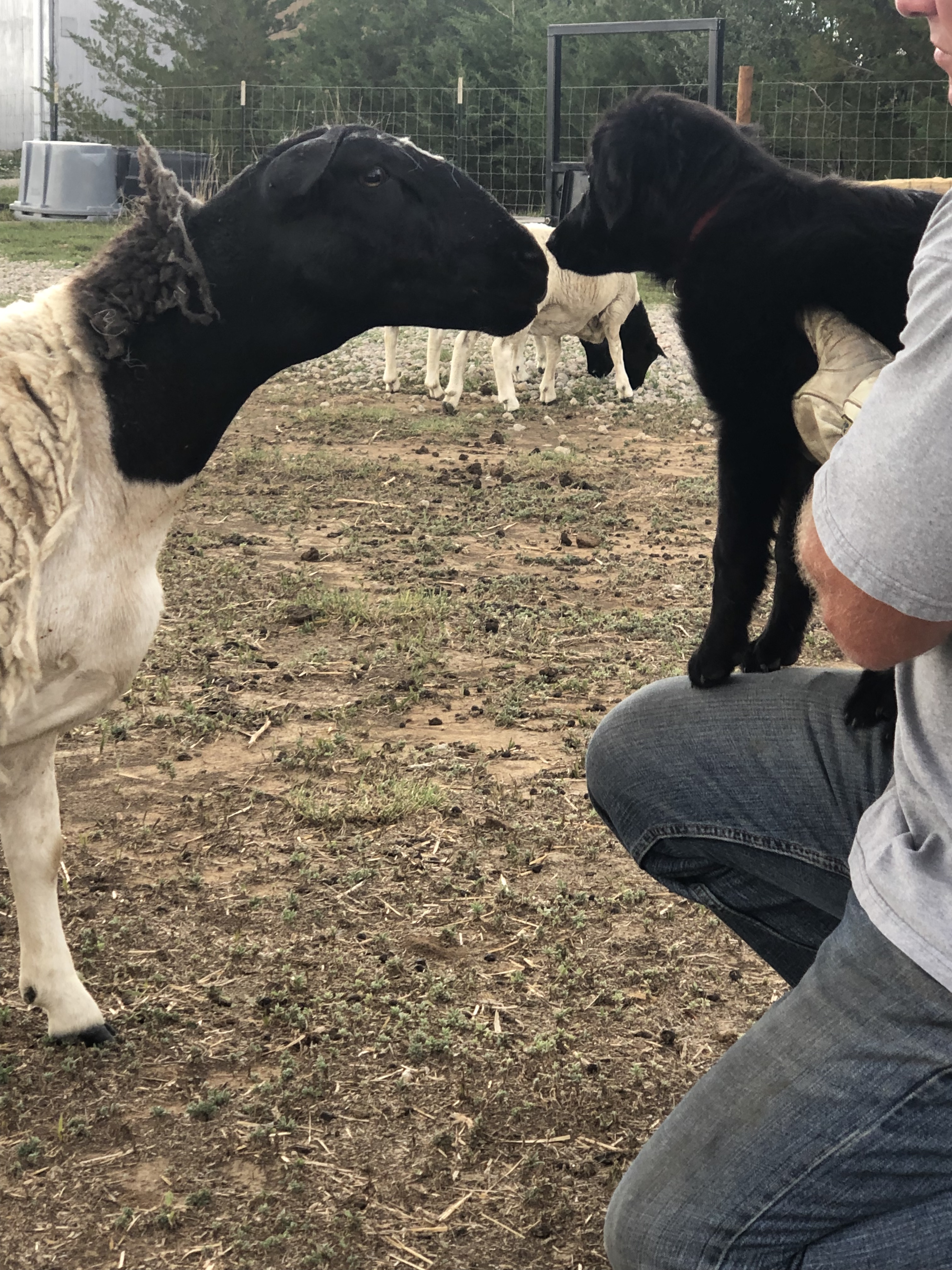 Female puppy Sold! – Colorado Australian Shepherds
