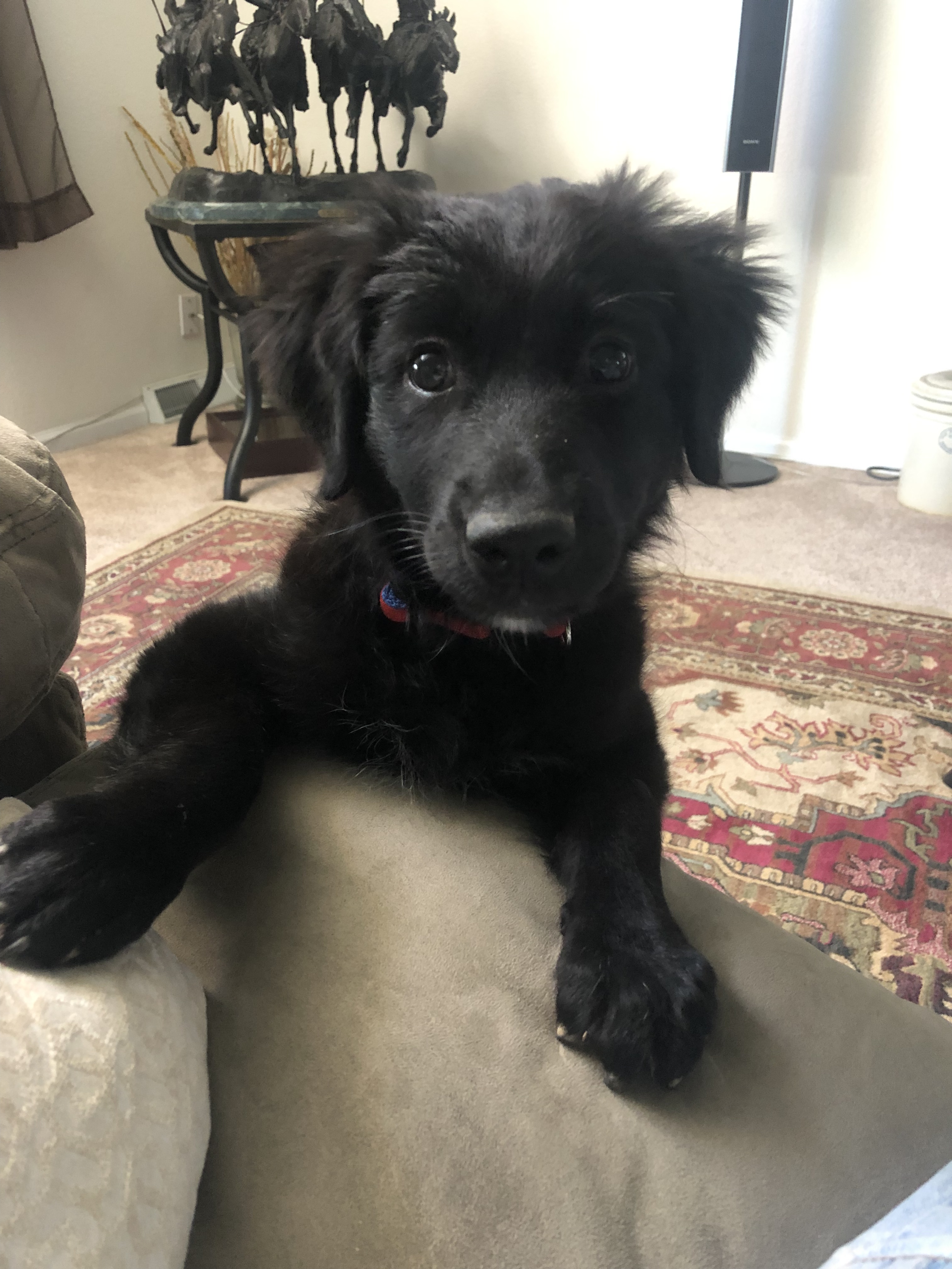 Female puppy Sold! – Colorado Australian Shepherds