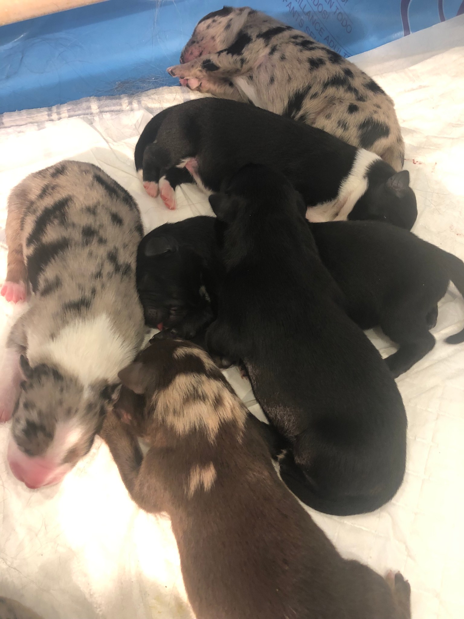 Current Litters – Colorado Australian Shepherds