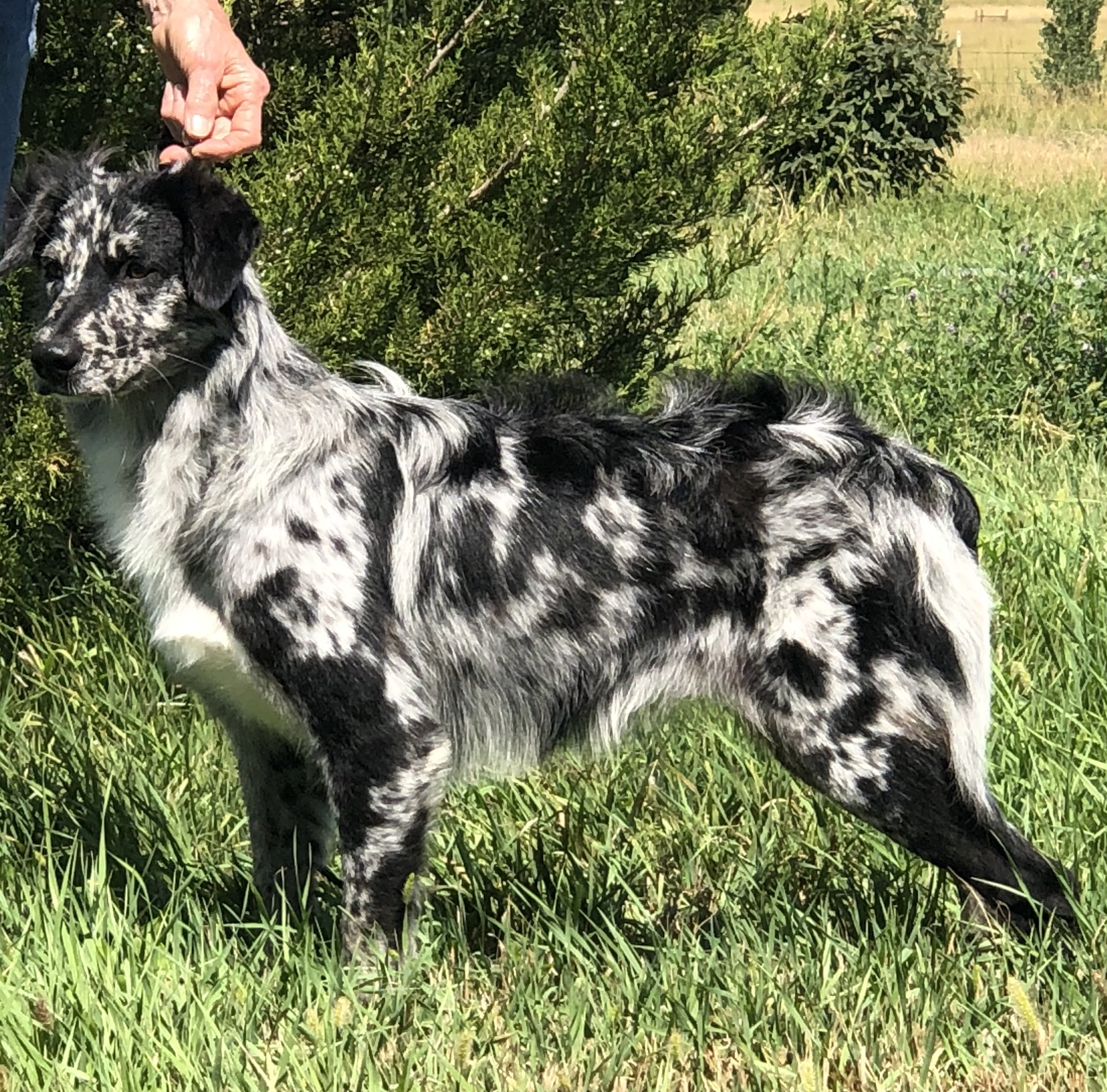 Current Litters – Colorado Australian Shepherds