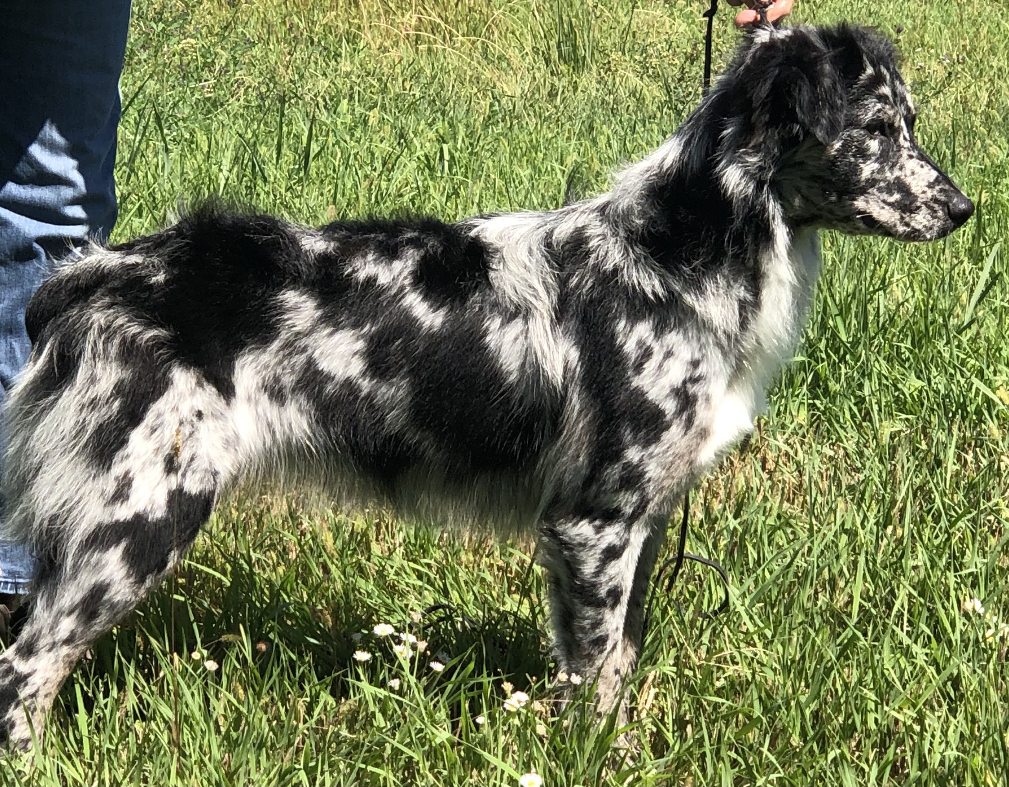 Fall of ‘23: We have a very nice young female available! SOLD! Thank ...