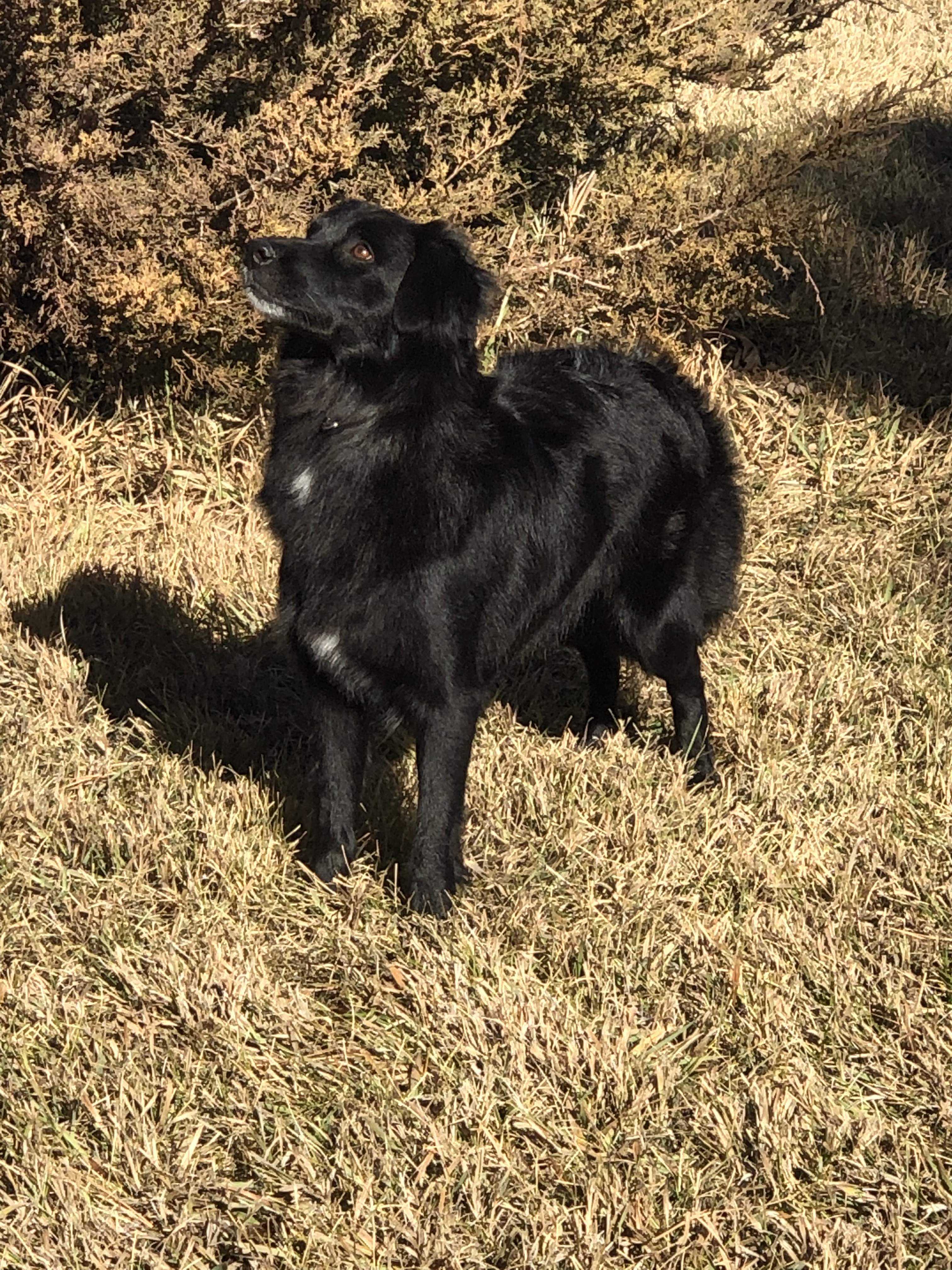 Introducing Dally! – Colorado Australian Shepherds