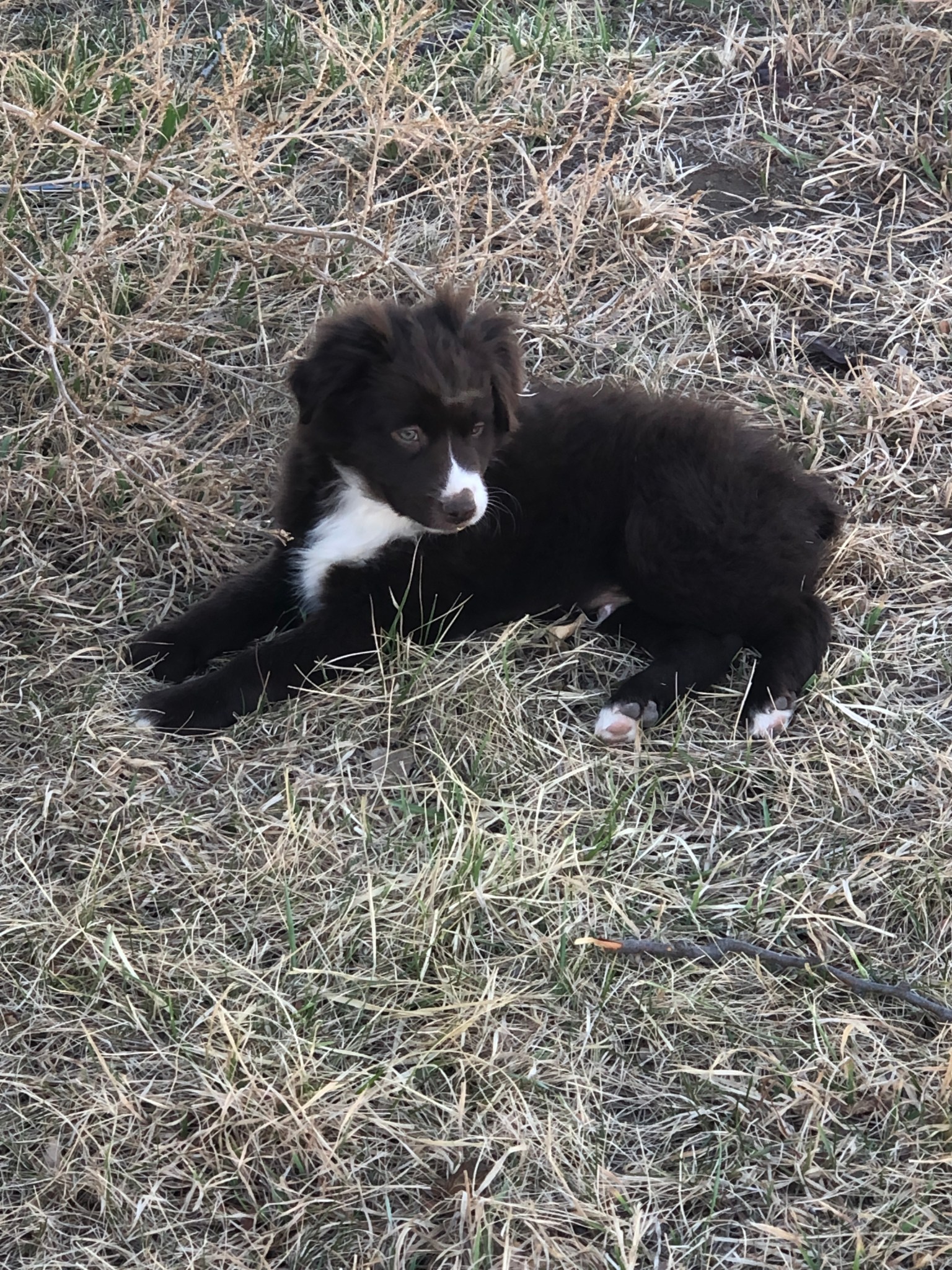 Colorado Australian Shepherds – Hall of Fame kennel